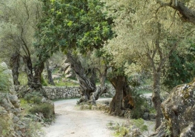 Son Rullan - Deià (Mallorca)